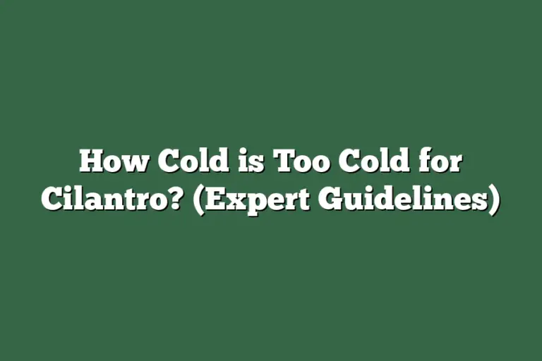 How Cold is Too Cold for Cilantro? (Expert Guidelines) – Herb Pursuits ...