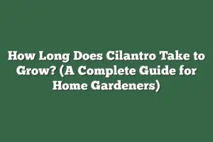 How Long Does Cilantro Take to Grow? (A Complete Guide for Home ...