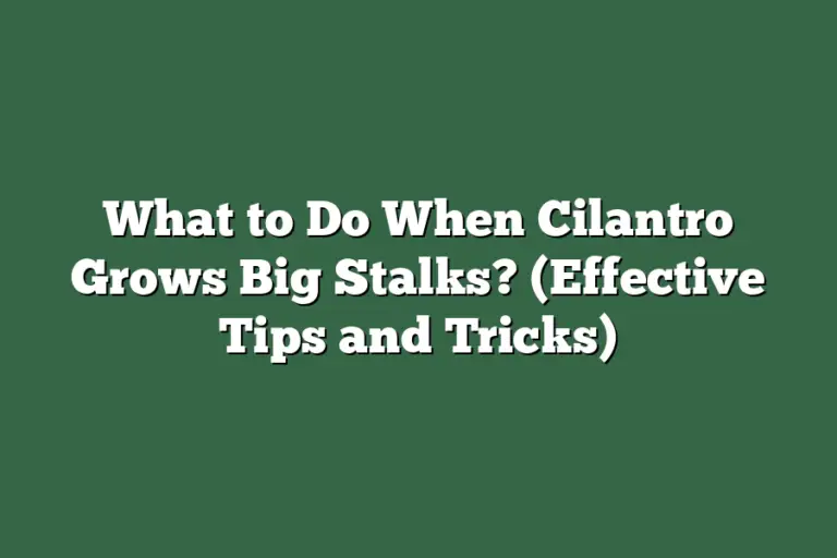 What to Do When Cilantro Grows Big Stalks? (Effective Tips and Tricks ...